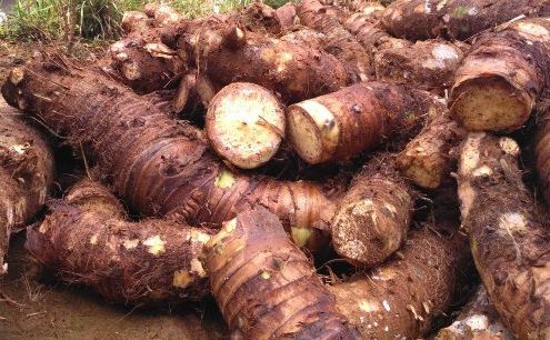 Talas Beneng, Komoditas Tanaman Pangan yang Semakin Populer ...