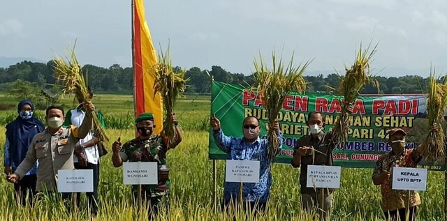 Panen Budidaya Tanaman Sehat: Hasil Melimpah dari Padi yang Sehat ...